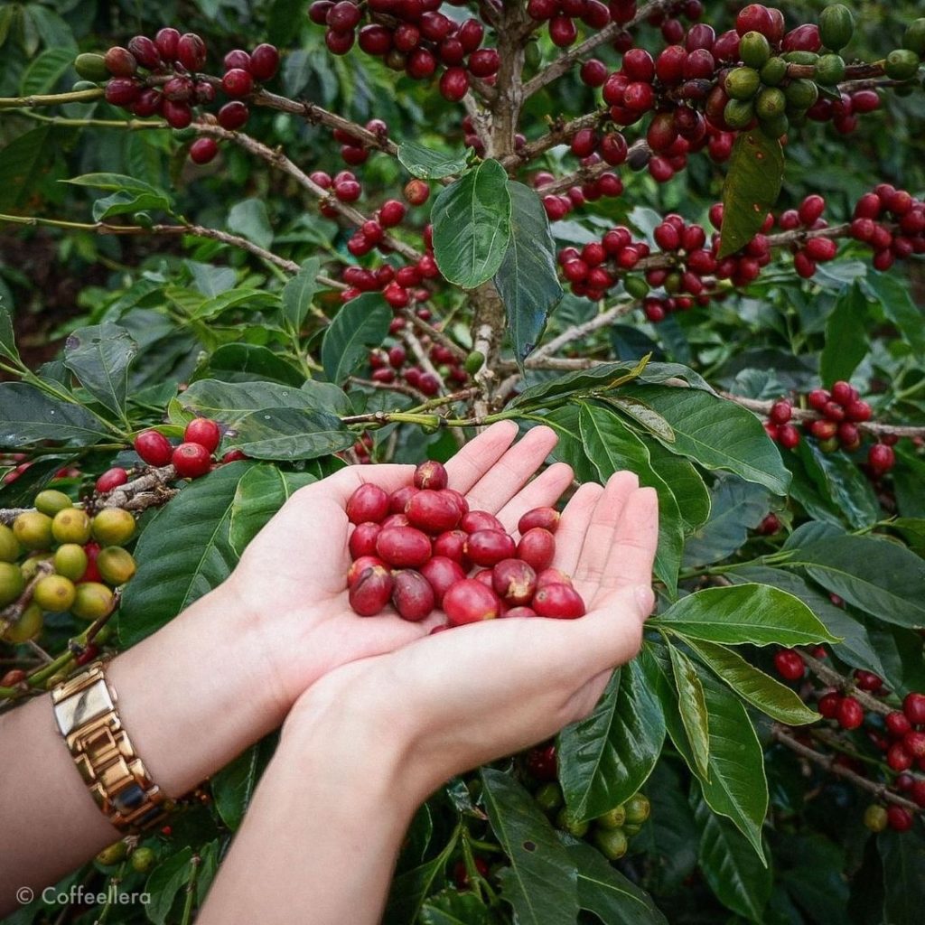 Fresh Roasted Coffee Beans Supplier in the Philippines by Coffeellera